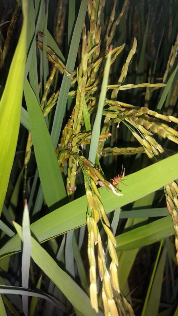 Paddy bug infestation affecting region two farmers; GRDB monitoring ...