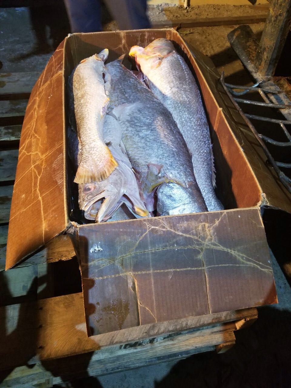 Cocaine in frozen fish at CJIA, 7 in custody - News Room Guyana