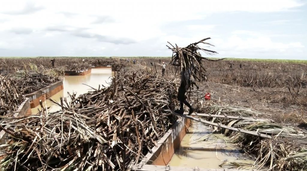 GAWU says sugar production below target, cites factory issues - News ...