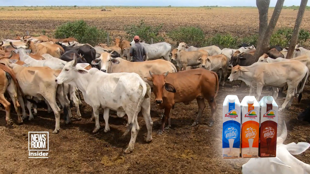 Guyana needs large-scale dairy plantation - GO- Invest Head - News Room ...