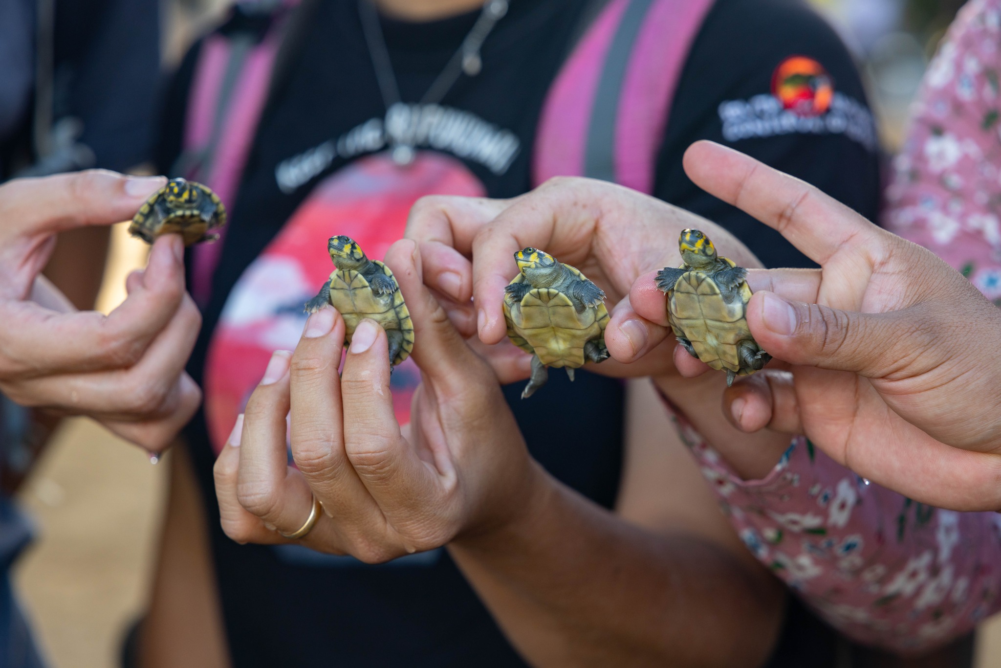 Turtle conservation in focus at Nappi - News Room Guyana