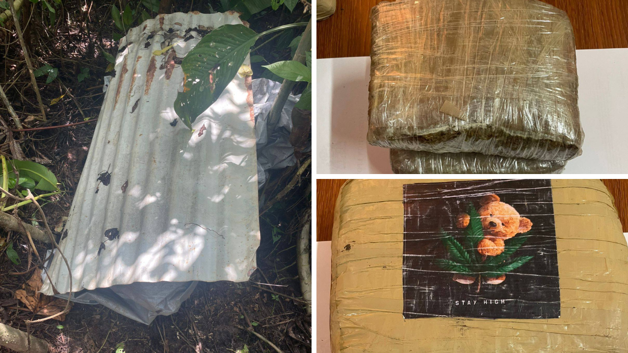 Marijuana found at unattended ‘chicken farm’ in Parika - News Room Guyana